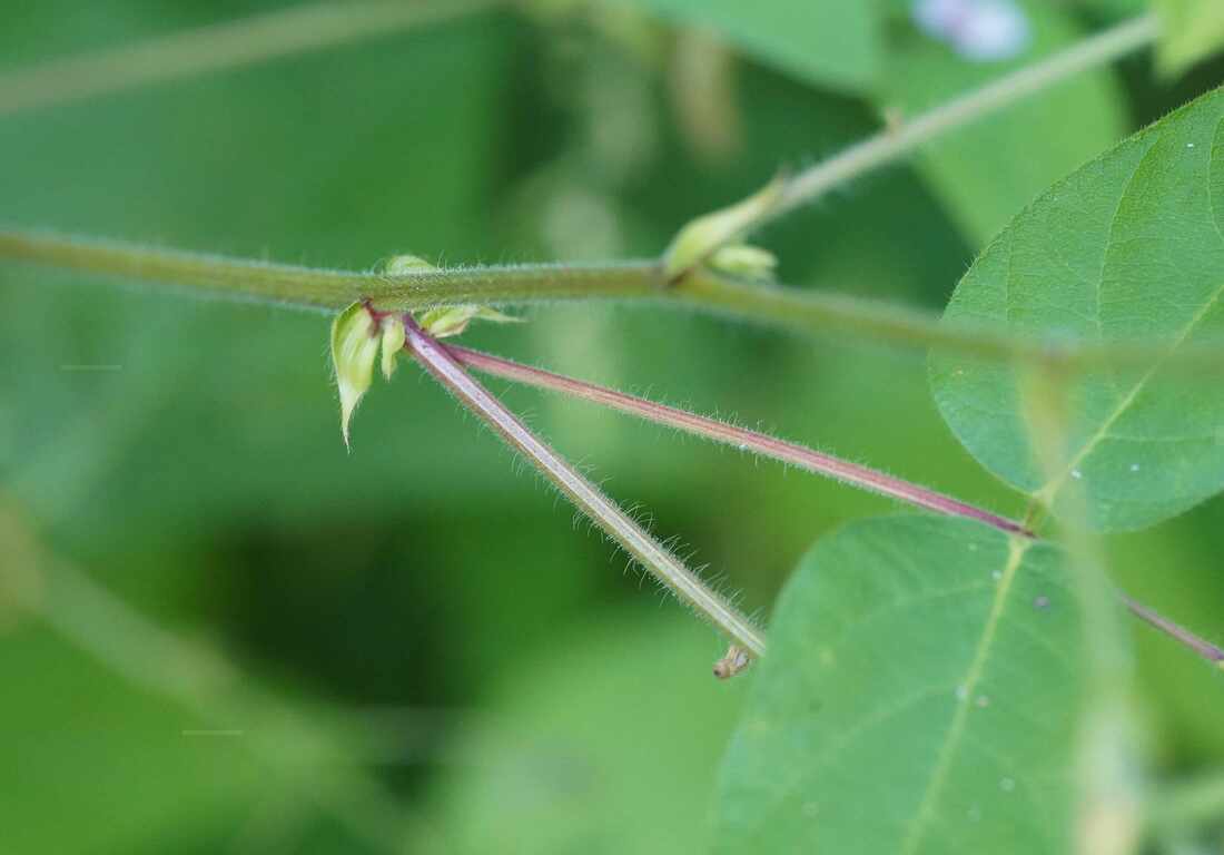 Tick Trefoil Hoary Mammoth Cave Area Flora